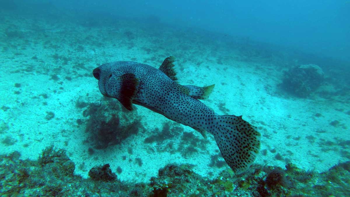 Taruga Sal Tours | Explora o Sal: da terra ao mar, aventura em cada ...