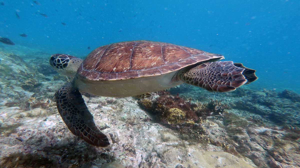 Taruga Sal Tours | Explora o Sal: da terra ao mar, aventura em cada ...