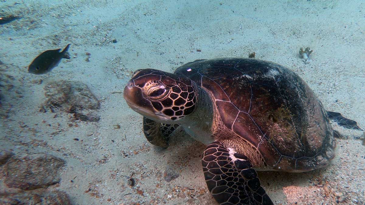 Taruga Sal Tours | Explora o Sal: da terra ao mar, aventura em cada ...